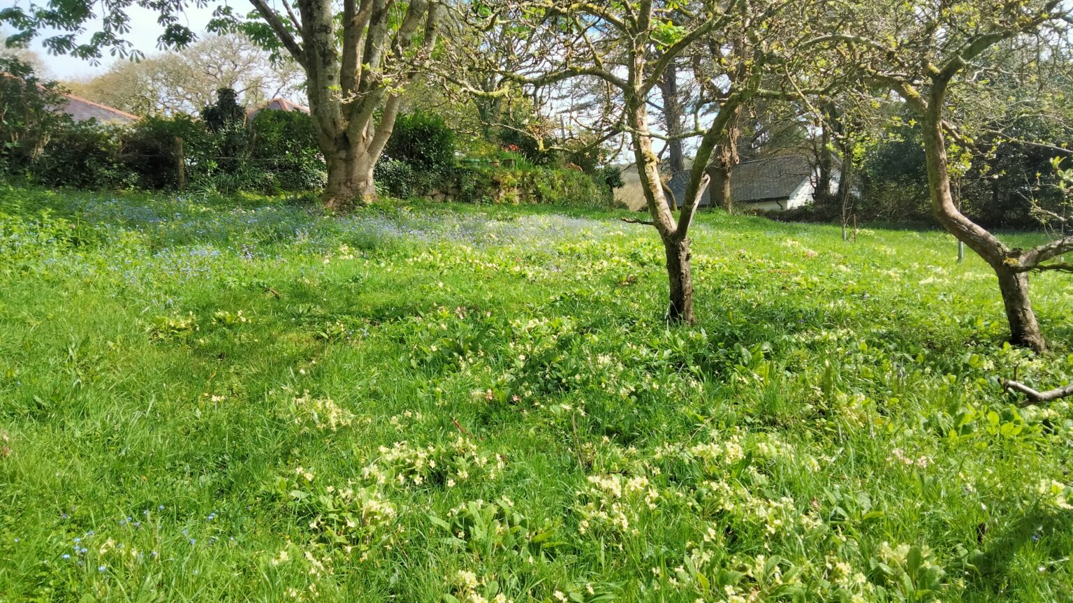 Wild flowers in orchard - Cornish Wildlife